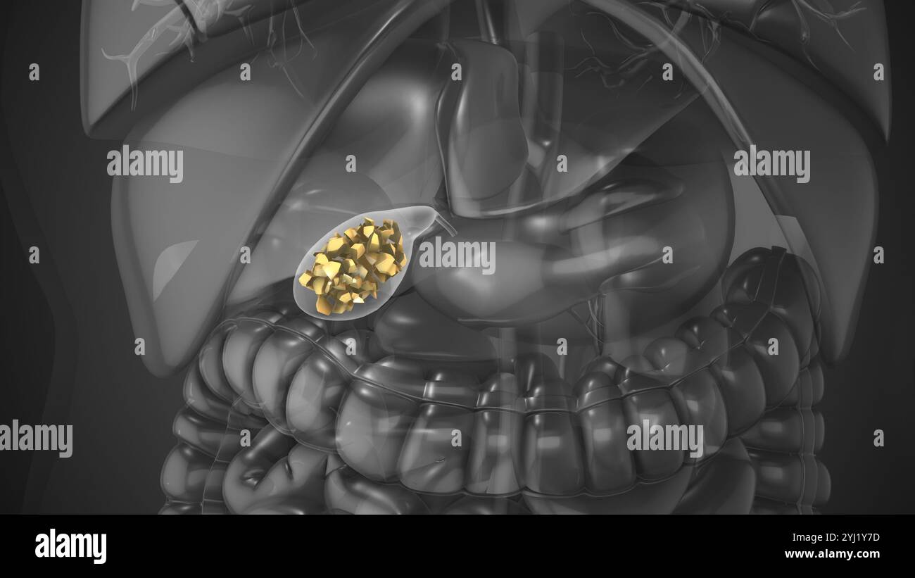 Liver and gallbladder hi-res stock photography and images - Alamy