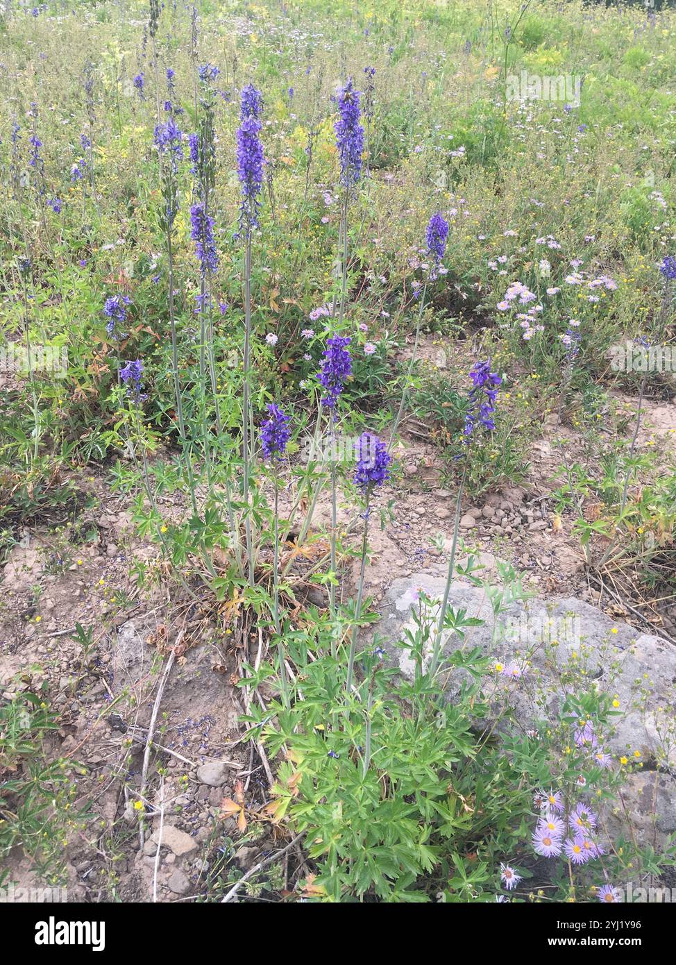 Subalpine Larkspur (Delphinium barbeyi Stock Photo - Alamy