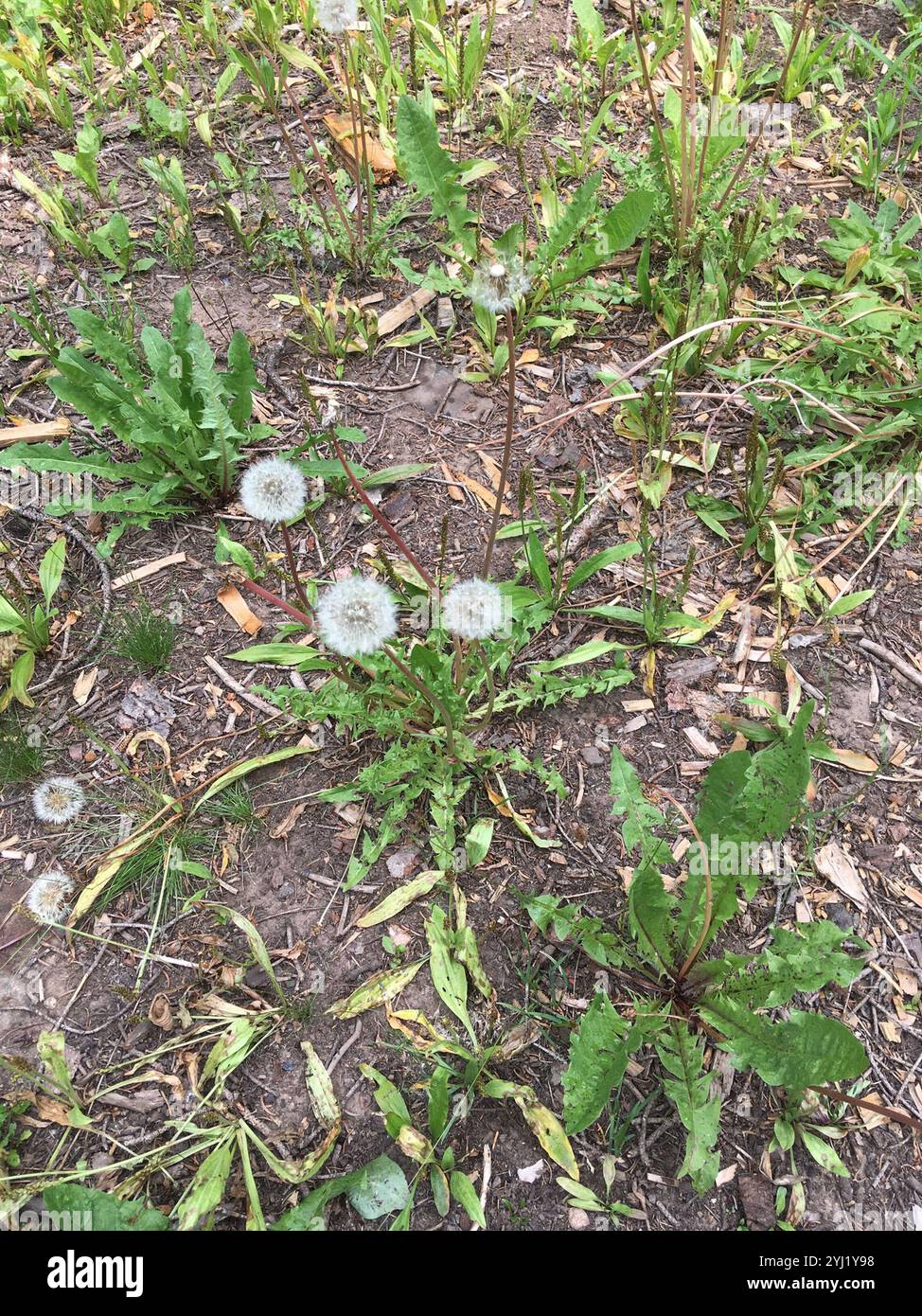 common dandelion (Taraxacum officinale Stock Photo - Alamy