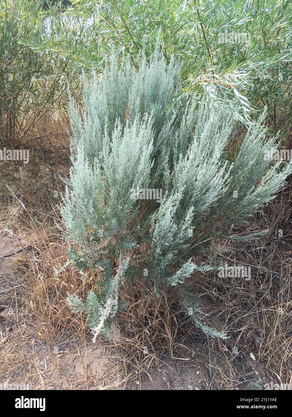 Big Sagebrush (Artemisia tridentata Stock Photo - Alamy