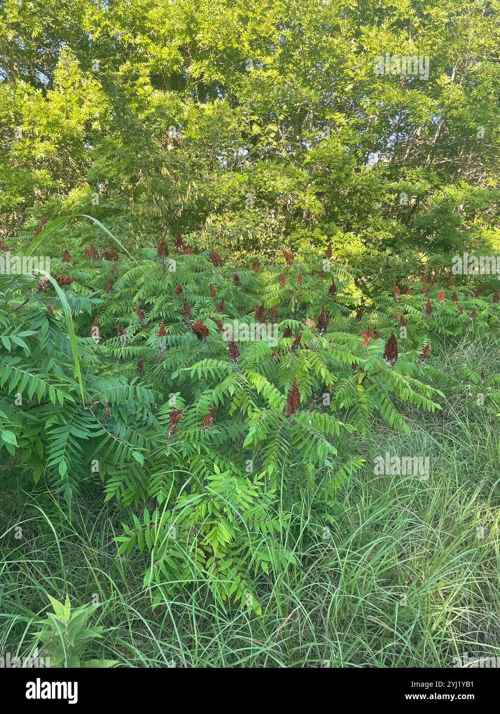 smooth sumac (Rhus glabra Stock Photo - Alamy