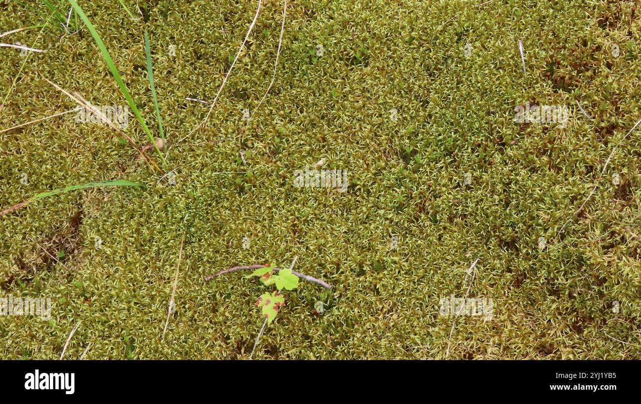 Red-stemmed Feather Moss (Pleurozium schreberi Stock Photo - Alamy