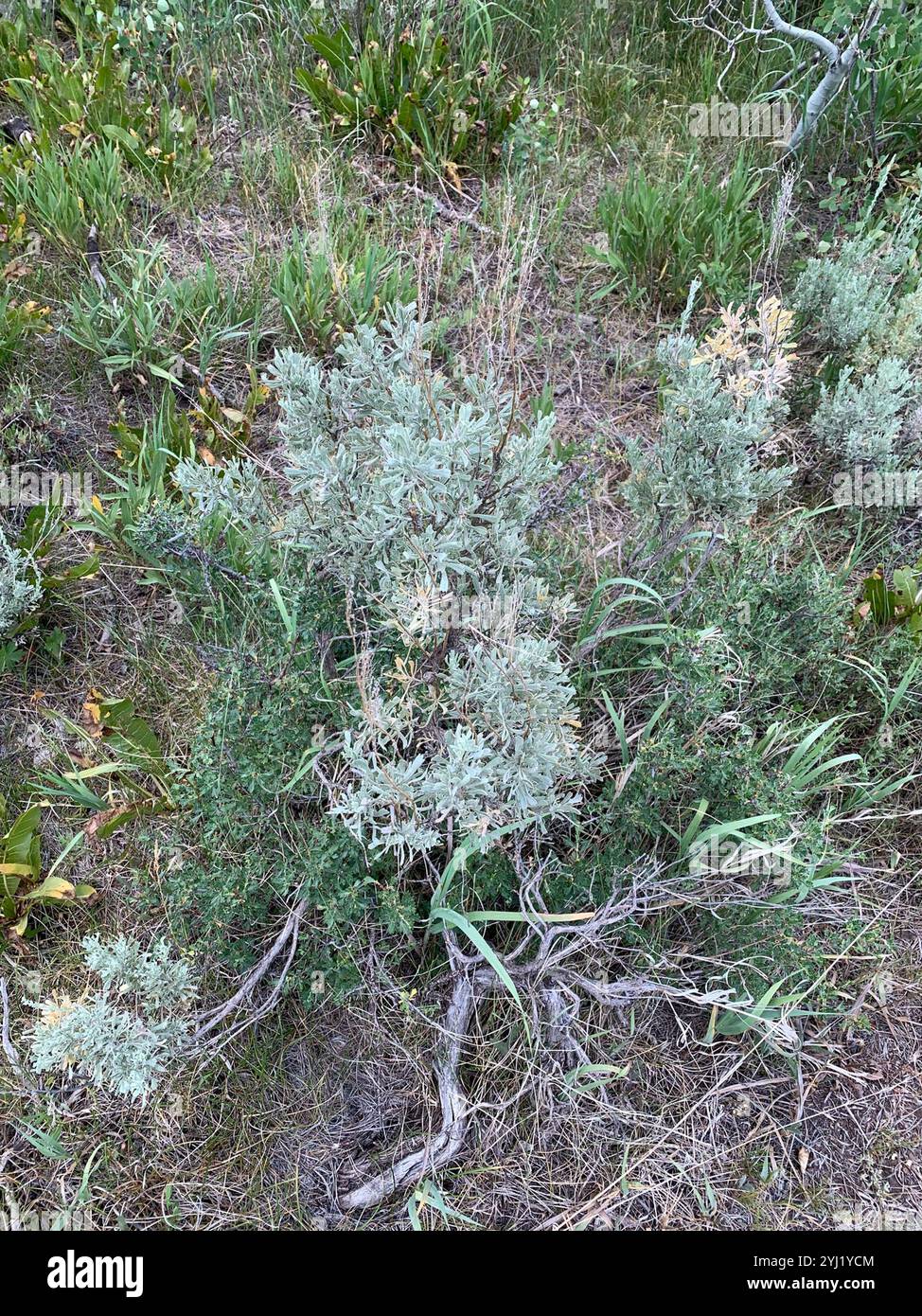 Big Sagebrush (Artemisia tridentata Stock Photo - Alamy