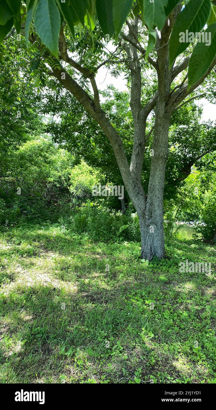 Butternut (Juglans cinerea Stock Photo - Alamy