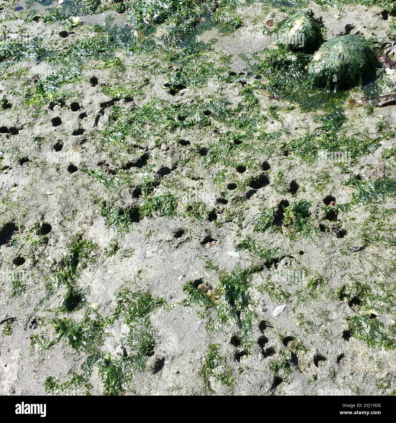 Rough piddock hi-res stock photography and images - Alamy