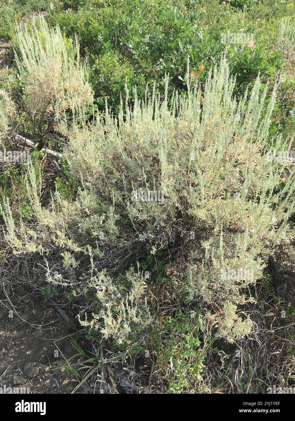 Big Sagebrush (Artemisia tridentata Stock Photo - Alamy