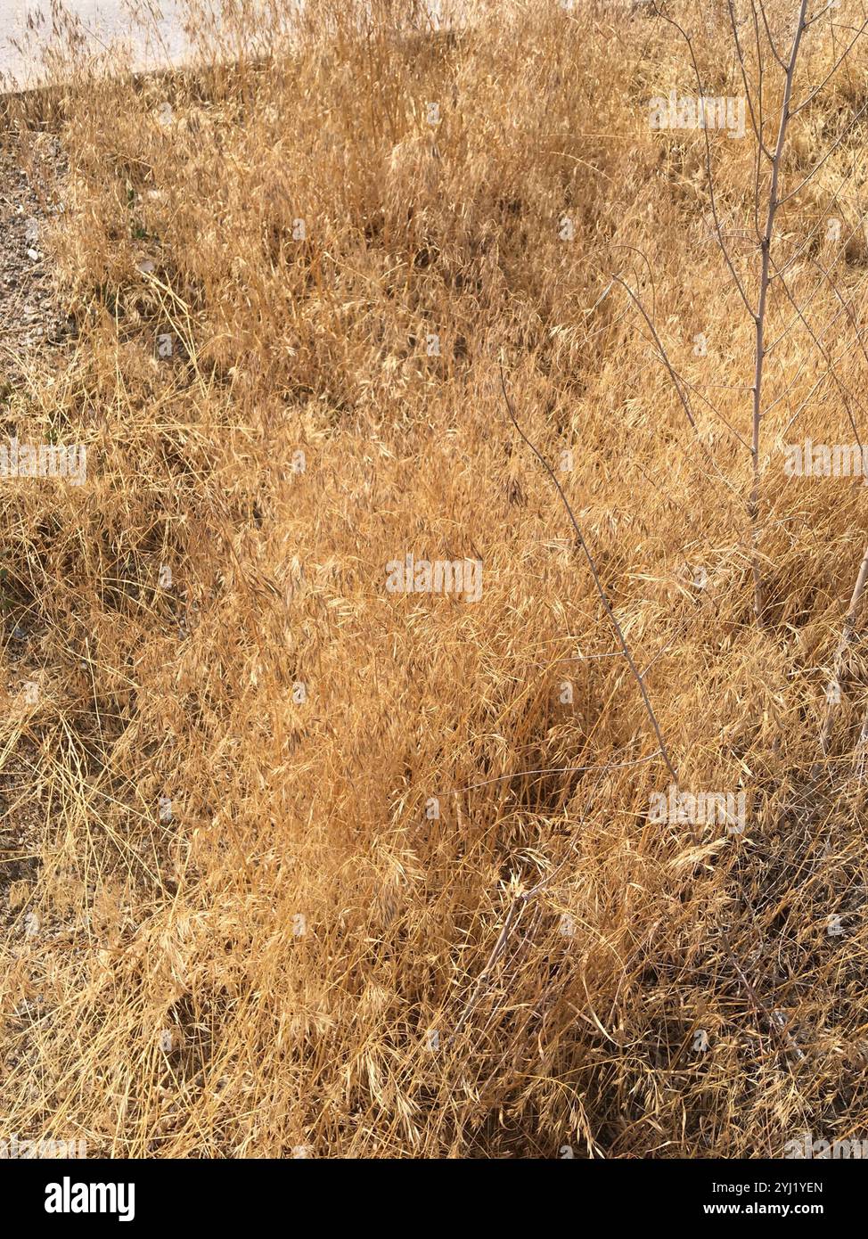 Cheatgrass (Bromus tectorum Stock Photo - Alamy