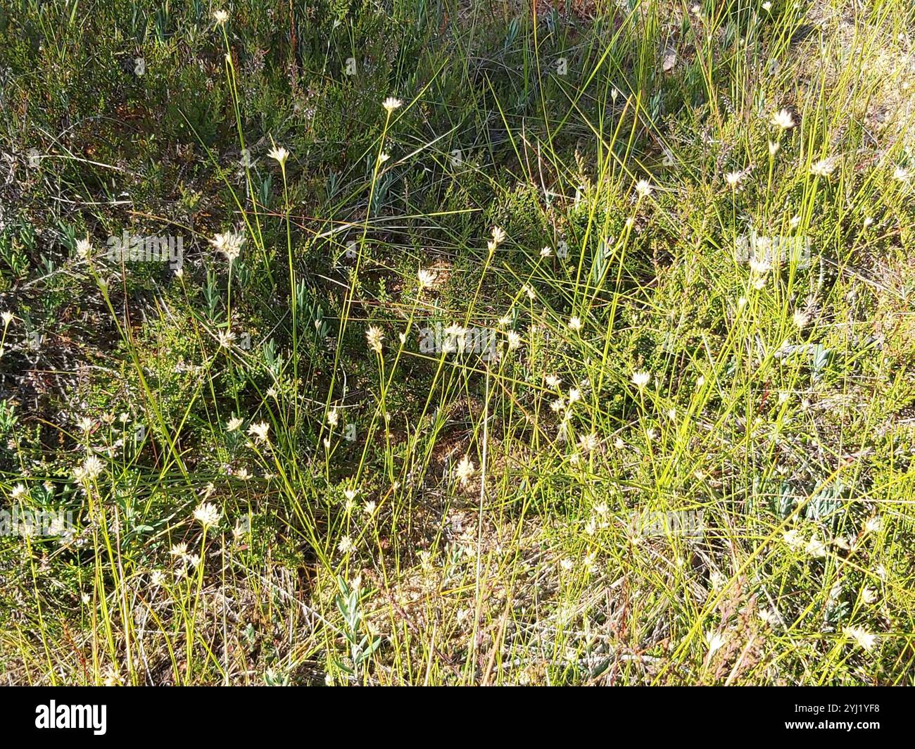 white beak-sedge (Rhynchospora alba Stock Photo - Alamy