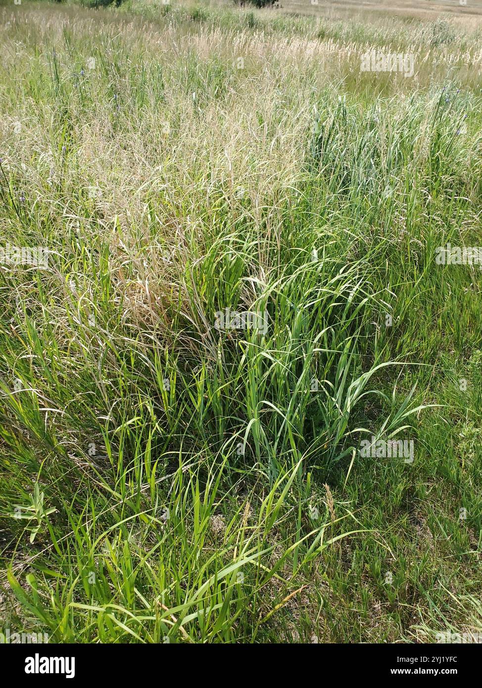 switchgrass (Panicum virgatum Stock Photo - Alamy