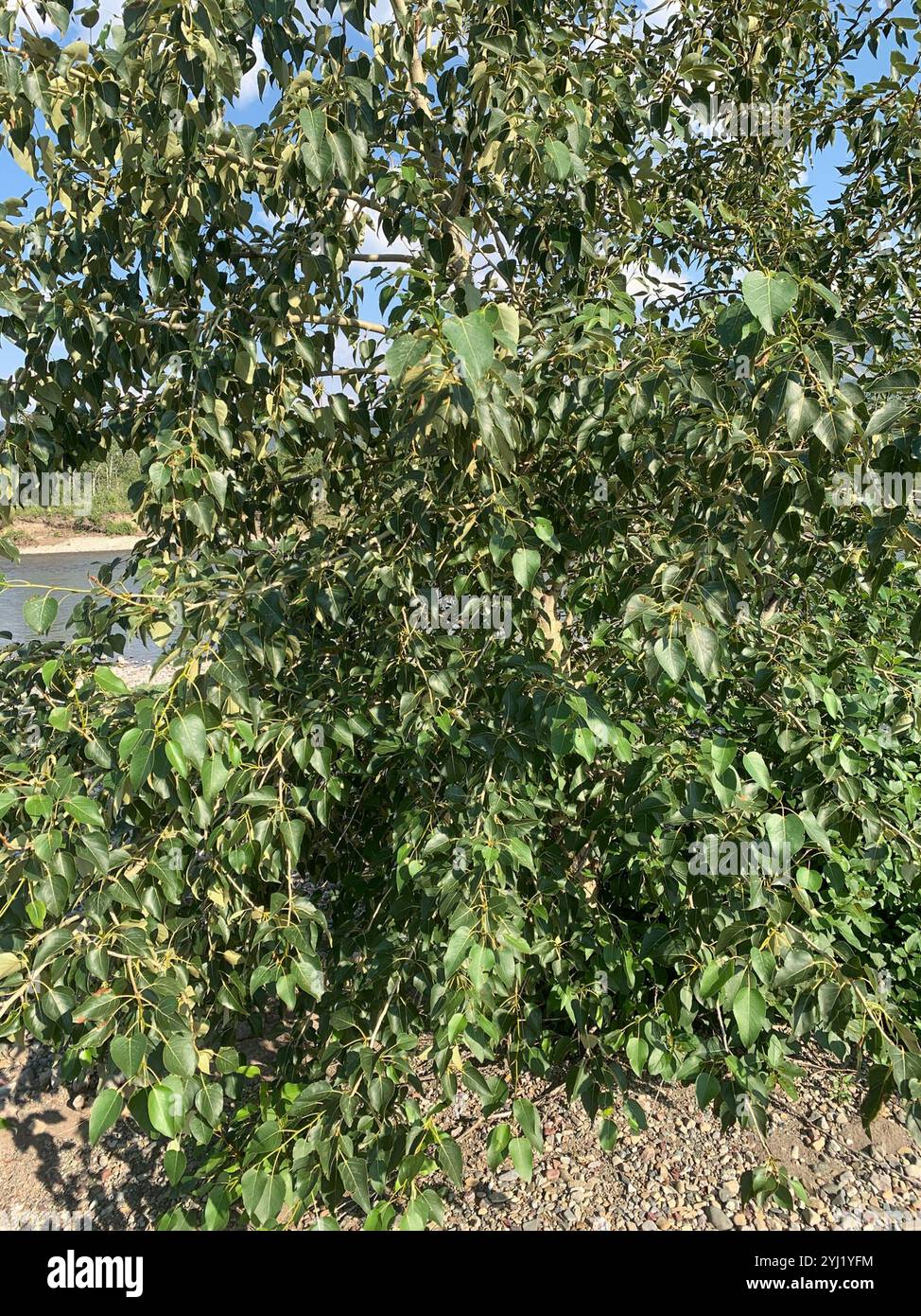 balsam poplar (Populus balsamifera Stock Photo - Alamy
