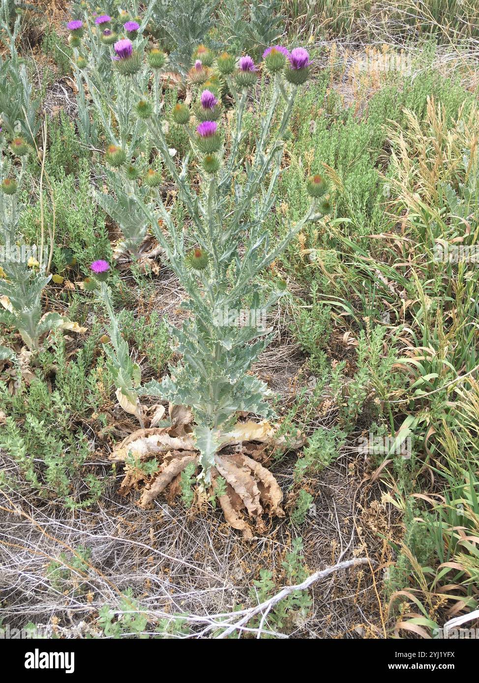 cotton thistle (Onopordum acanthium Stock Photo - Alamy