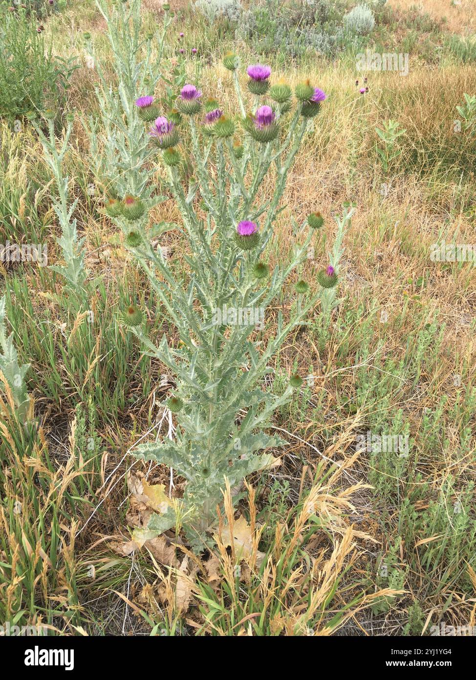 cotton thistle (Onopordum acanthium Stock Photo - Alamy
