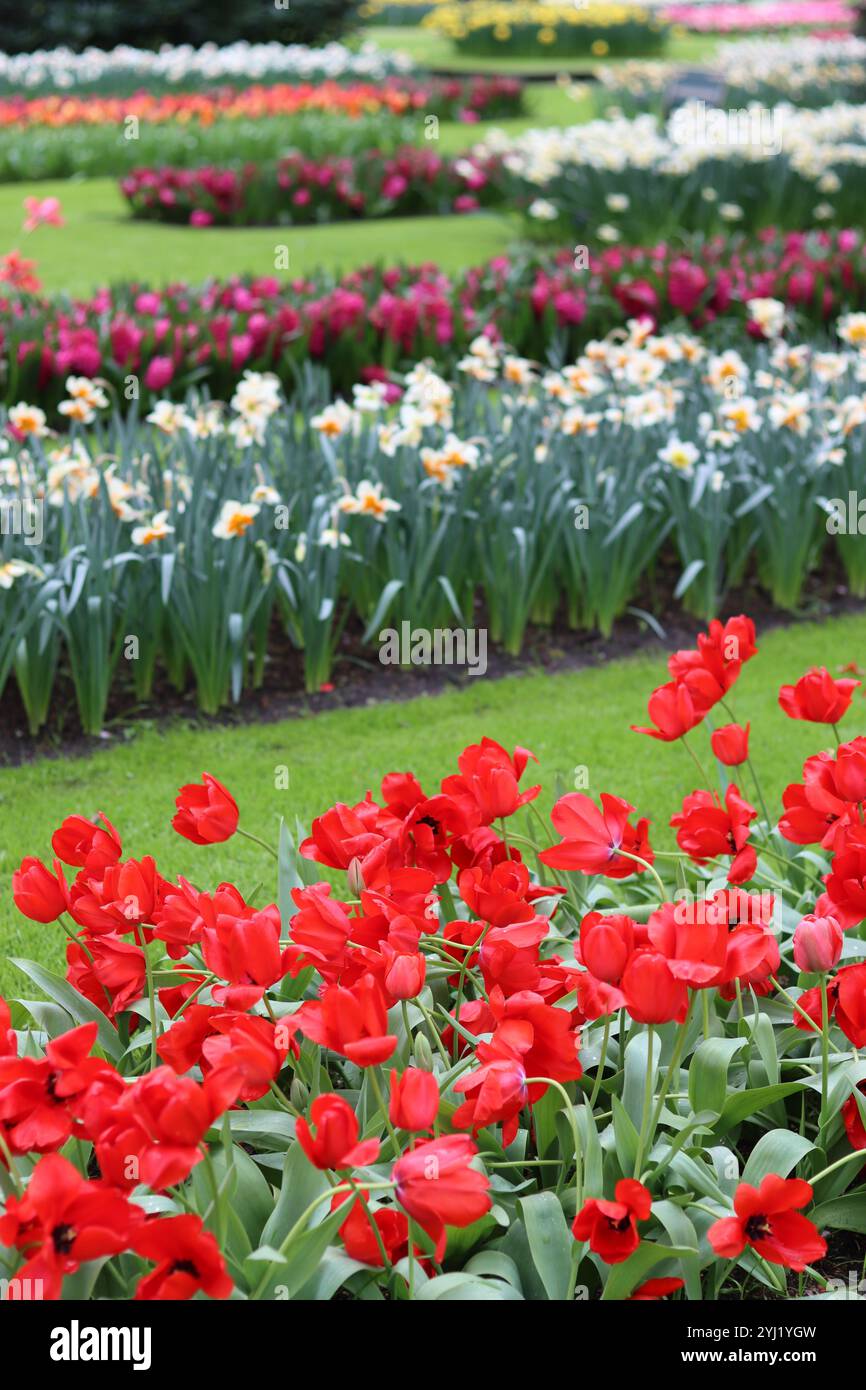 Stunning rows red tulip hi-res stock photography and images - Alamy