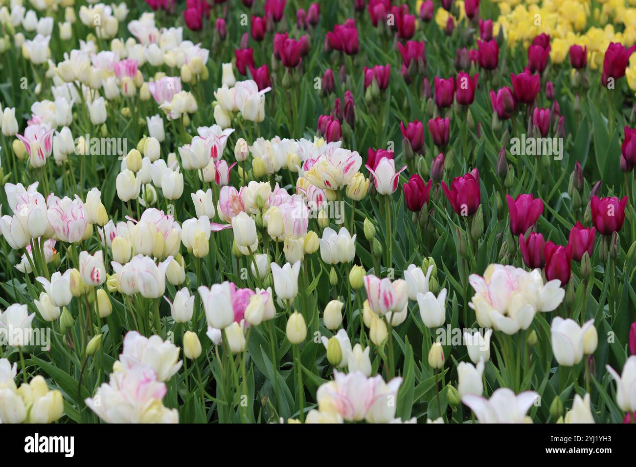Stunning rows red tulip hi-res stock photography and images - Alamy