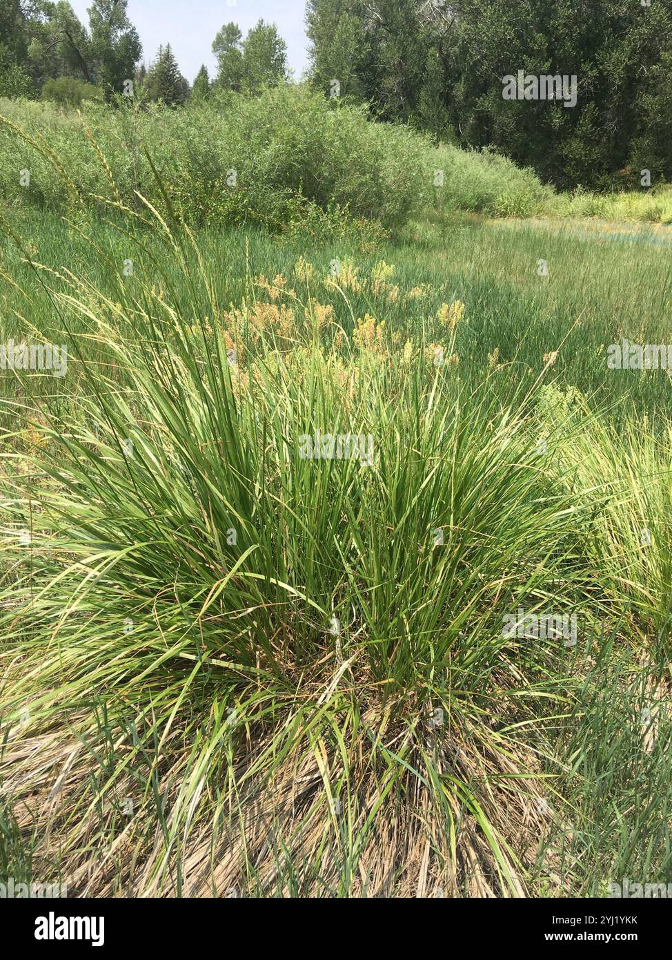 Leymus cinereus hi-res stock photography and images - Alamy