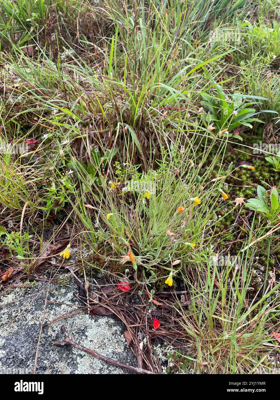 mountain dwarf-dandelion (Krigia montana Stock Photo - Alamy
