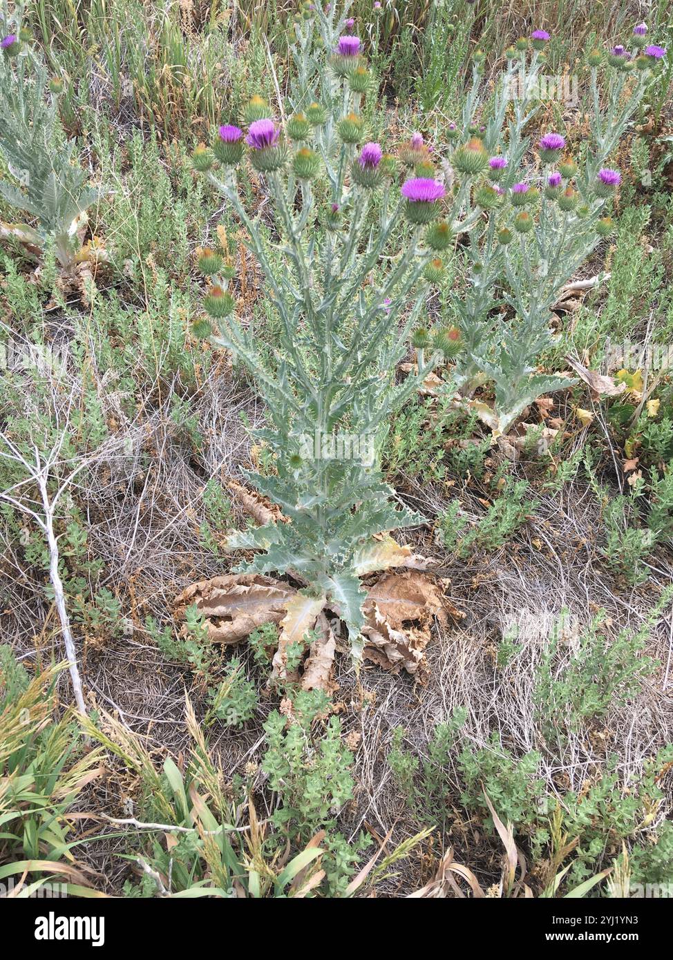 cotton thistle (Onopordum acanthium Stock Photo - Alamy