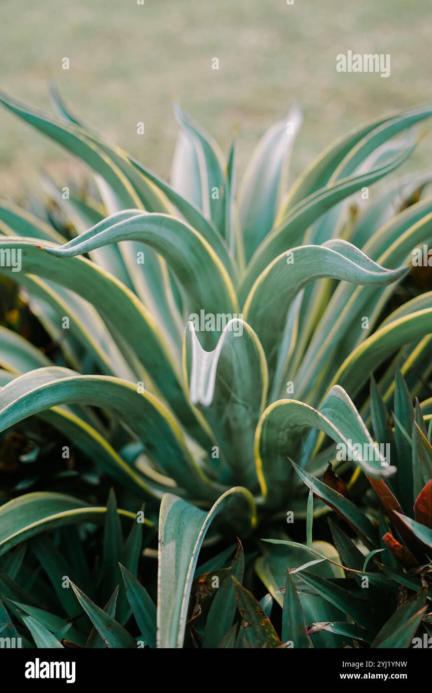 Agave americana, commonly known as the century plant, maguey, or ...