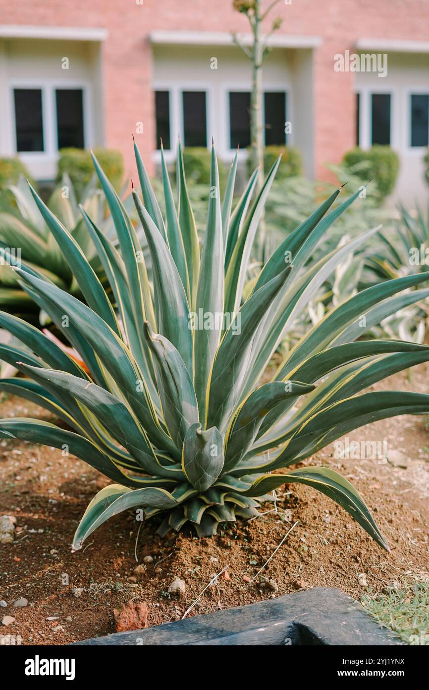 Agave americana, commonly known as the century plant, maguey, or ...