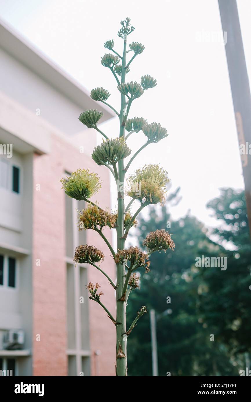 Agave americana, commonly known as the century plant, maguey, or ...