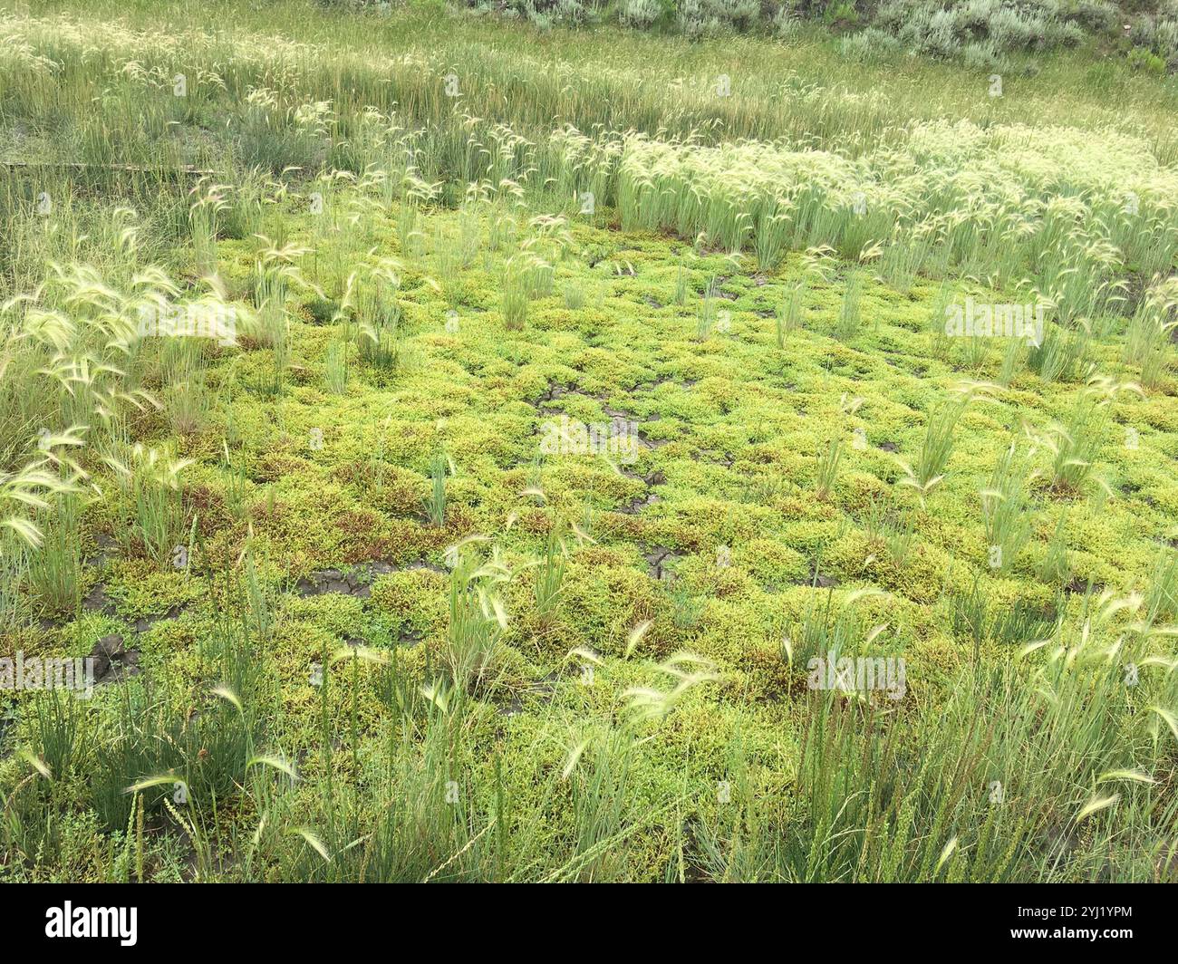 water mudwort (Limosella aquatica Stock Photo - Alamy