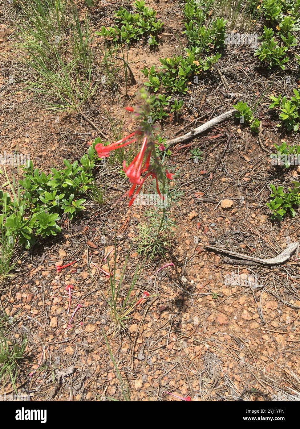 Scarlet Gilia (Ipomopsis aggregata Stock Photo - Alamy