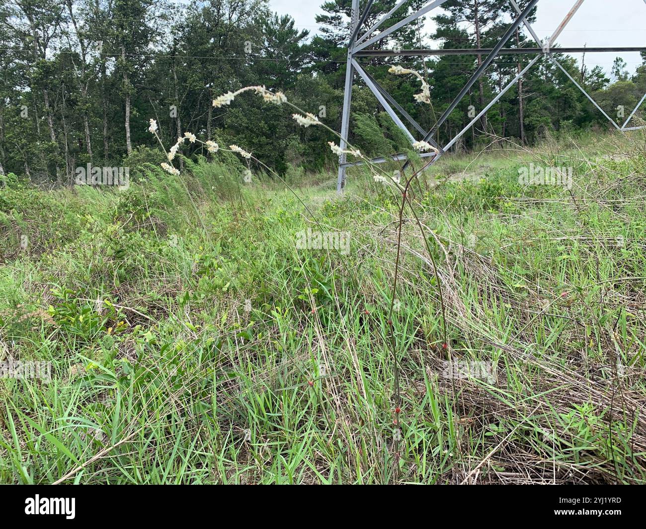 Plains Snakecotton (Froelichia floridana Stock Photo - Alamy