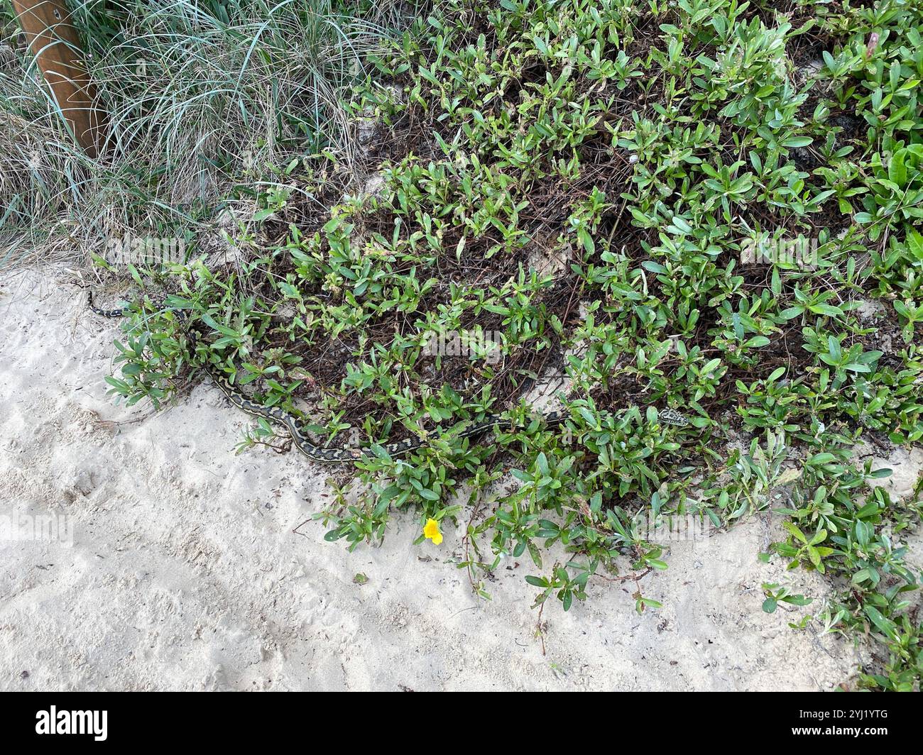 Carpet Python (Morelia spilota Stock Photo - Alamy