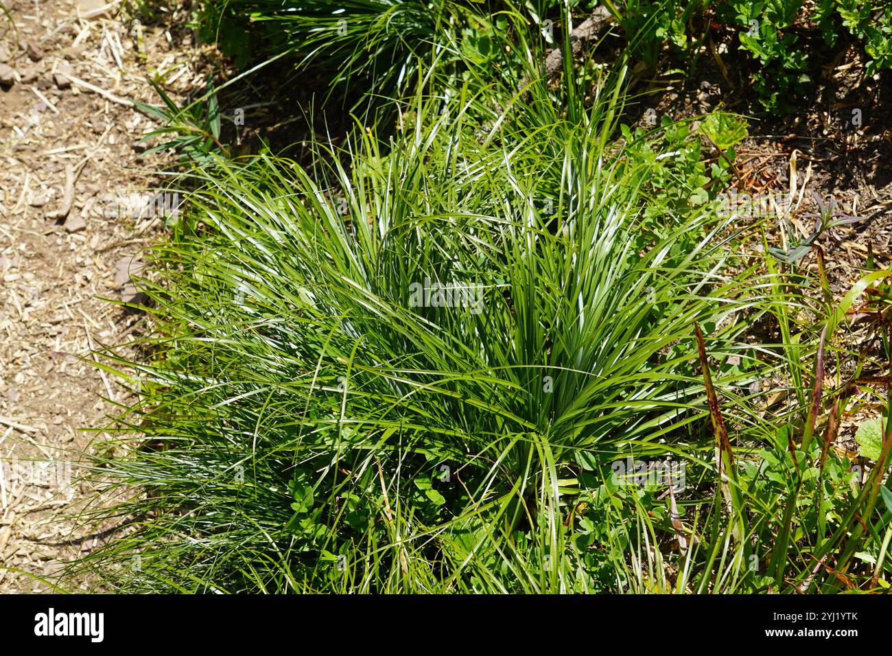common beargrass (Xerophyllum tenax Stock Photo - Alamy