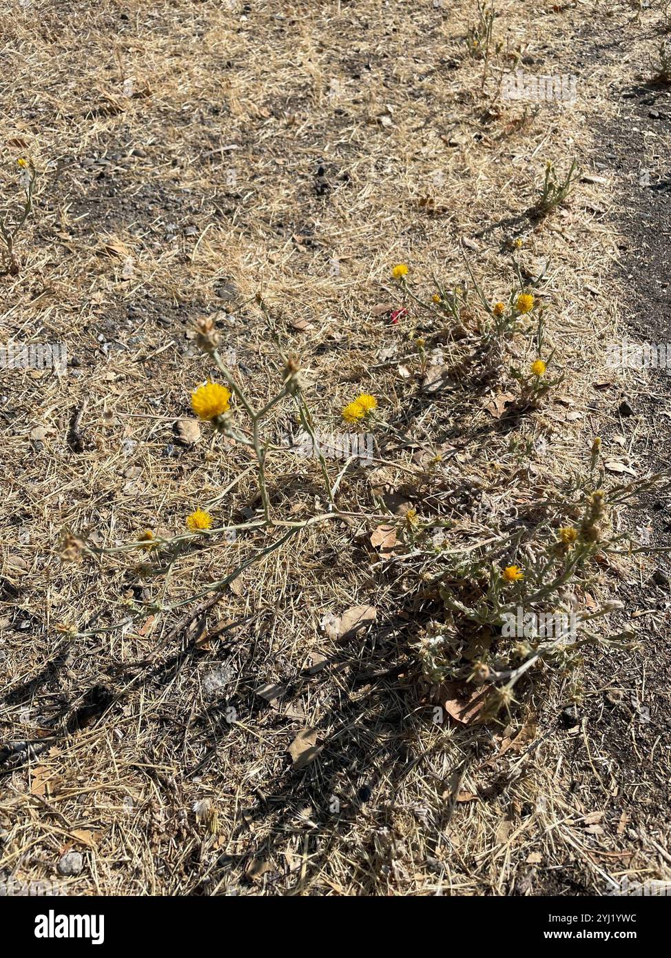Yellow Star-Thistle (Centaurea solstitialis Stock Photo - Alamy