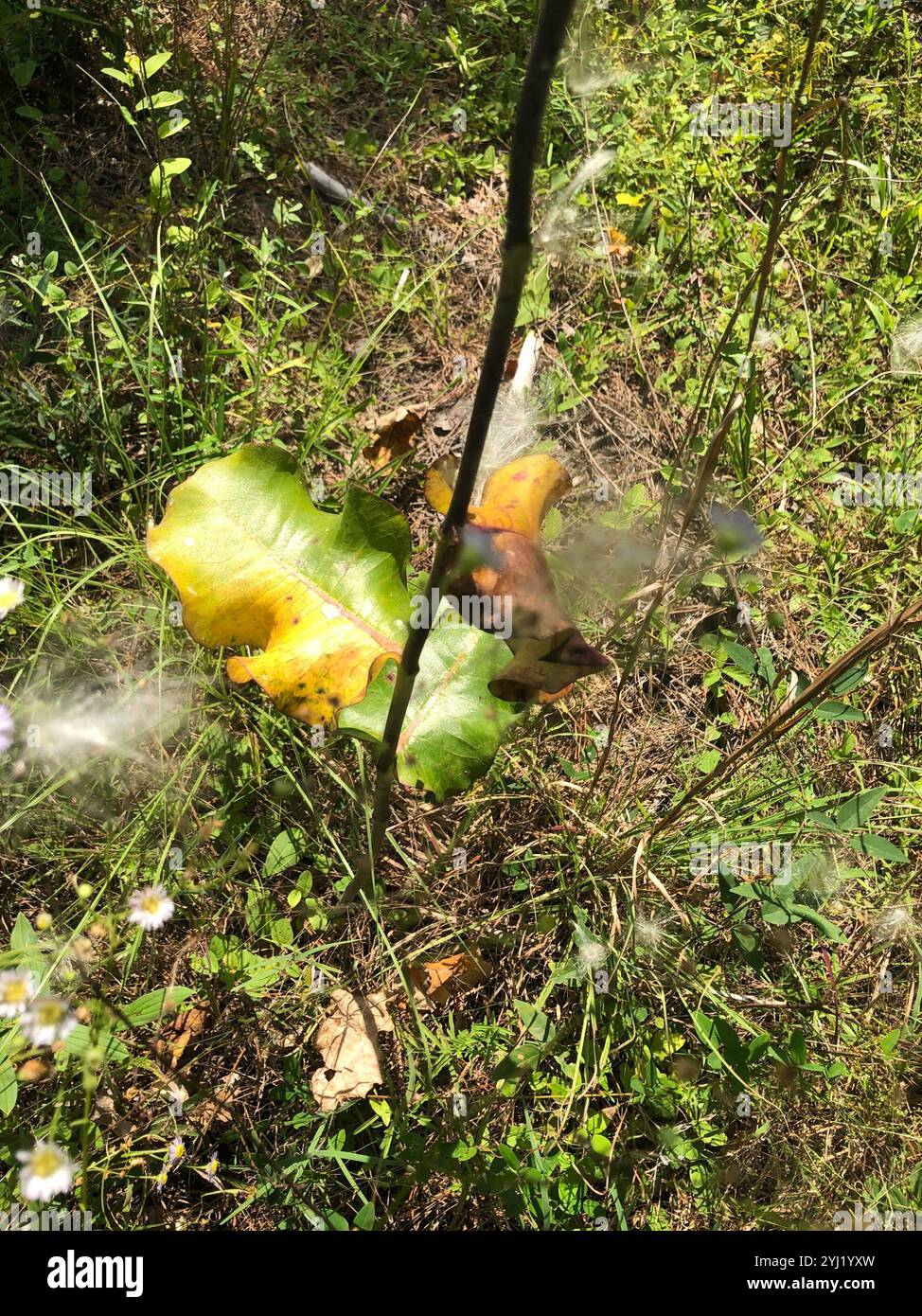 clasping milkweed (Asclepias amplexicaulis Stock Photo - Alamy