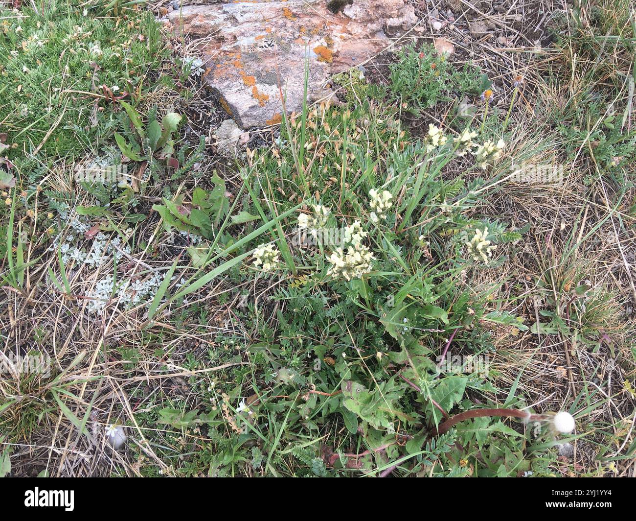 field locoweed (Oxytropis campestris Stock Photo - Alamy