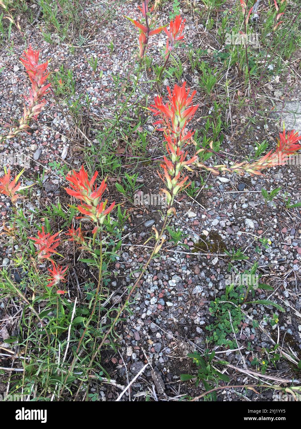 Castilleja linariifolia wyoming hi-res stock photography and images - Alamy