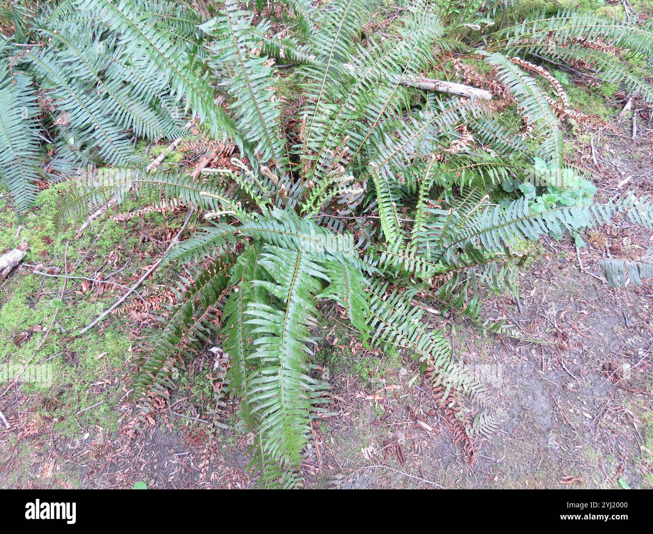 western sword fern (Polystichum munitum Stock Photo - Alamy