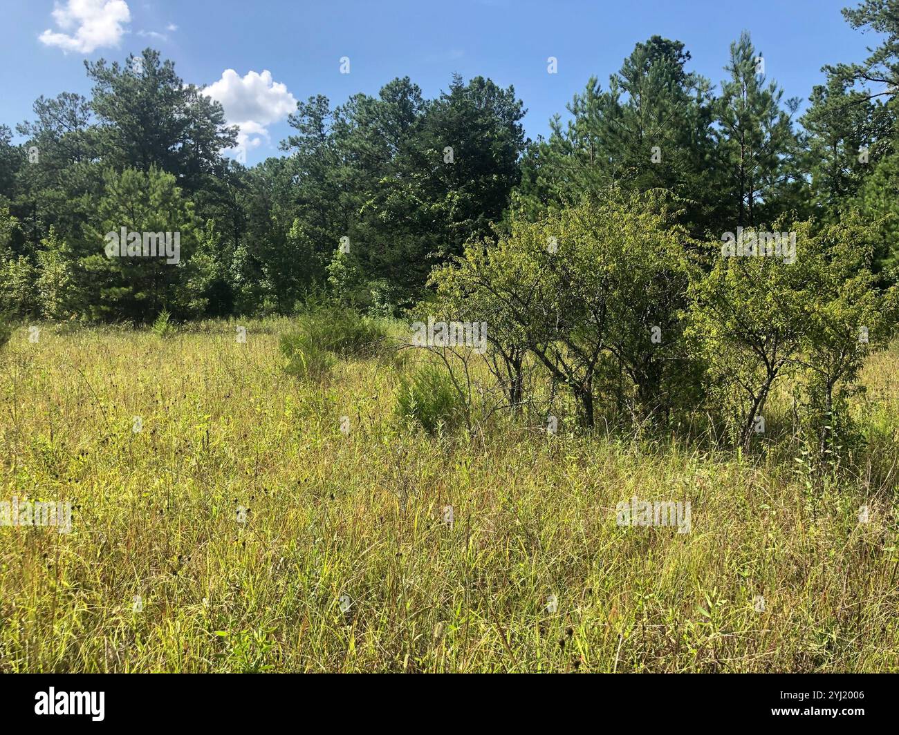 Chickasaw plum (Prunus angustifolia Stock Photo - Alamy