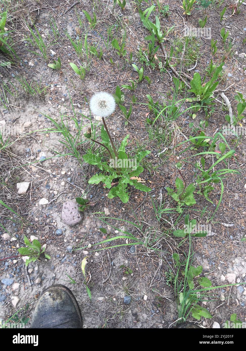 common dandelion (Taraxacum officinale Stock Photo - Alamy