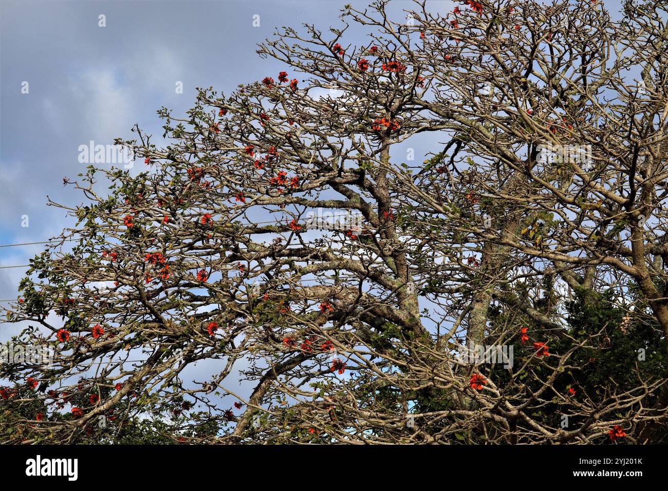 South African Coral Tree (Erythrina caffra Stock Photo - Alamy