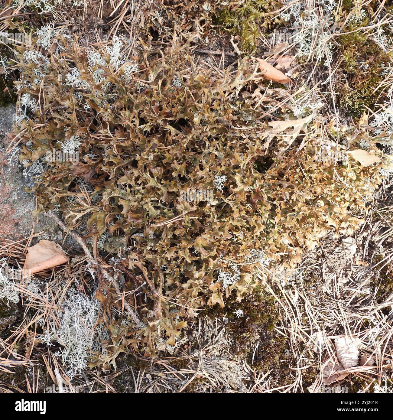 Iceland Lichen (Cetraria islandica islandica Stock Photo - Alamy