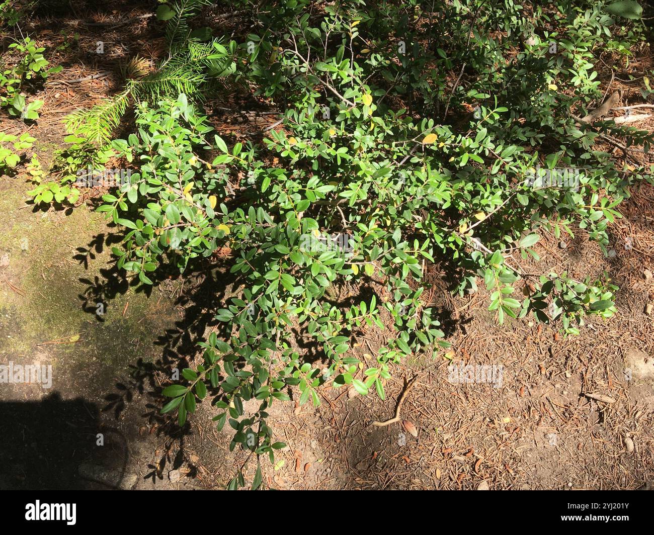 Oregon Boxwood (Paxistima myrsinites Stock Photo - Alamy