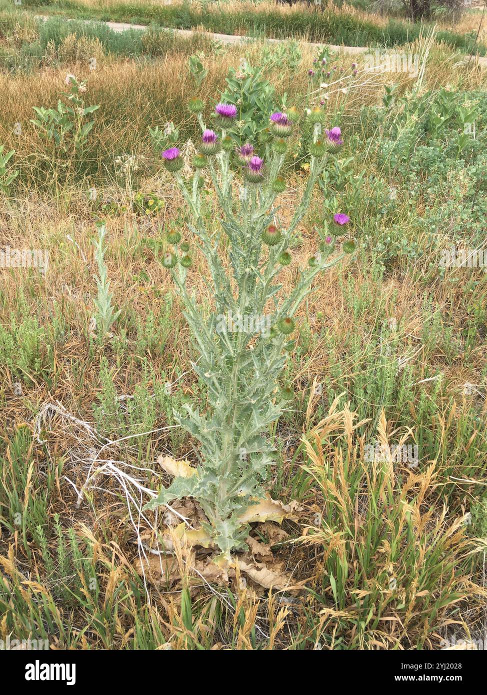 cotton thistle (Onopordum acanthium Stock Photo - Alamy