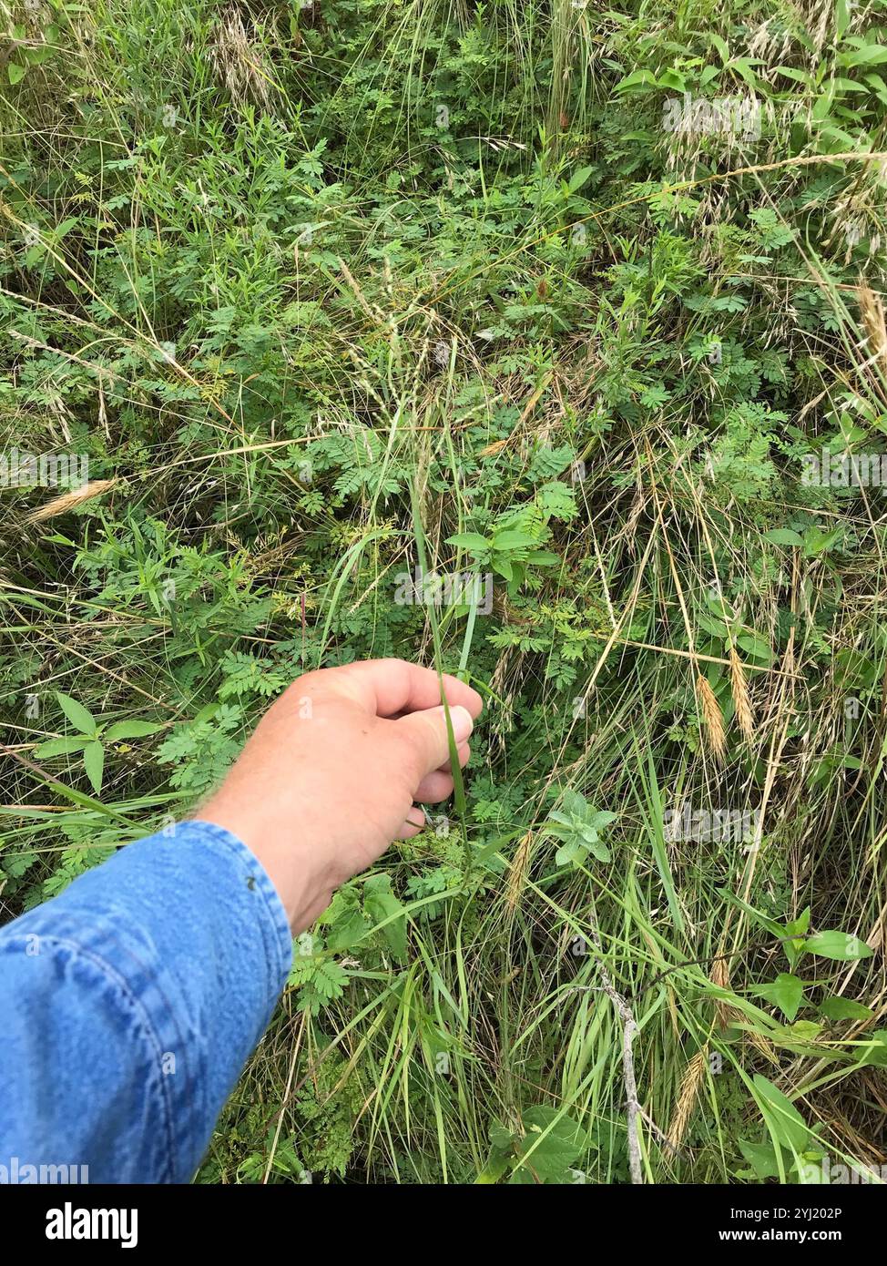 Kleingrass (Panicum coloratum Stock Photo - Alamy