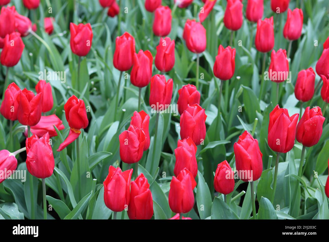 Beautiful stunning bright red hi-res stock photography and images - Alamy