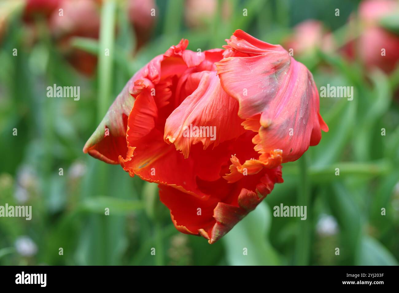 Close up of a red parrot tulip Stock Photo - Alamy
