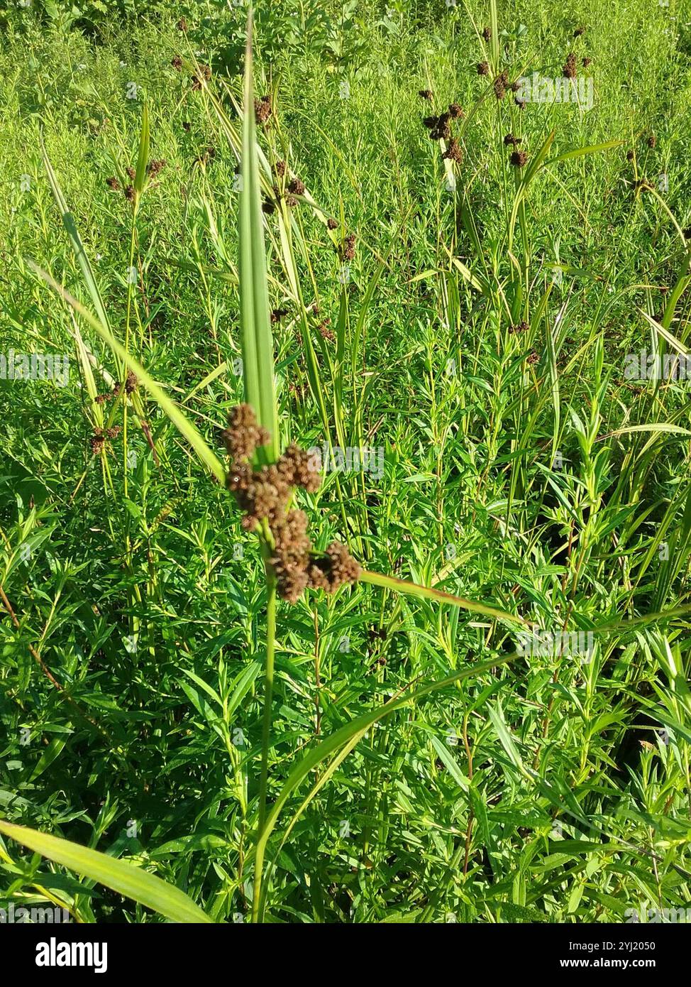 dark green bulrush (Scirpus atrovirens Stock Photo - Alamy
