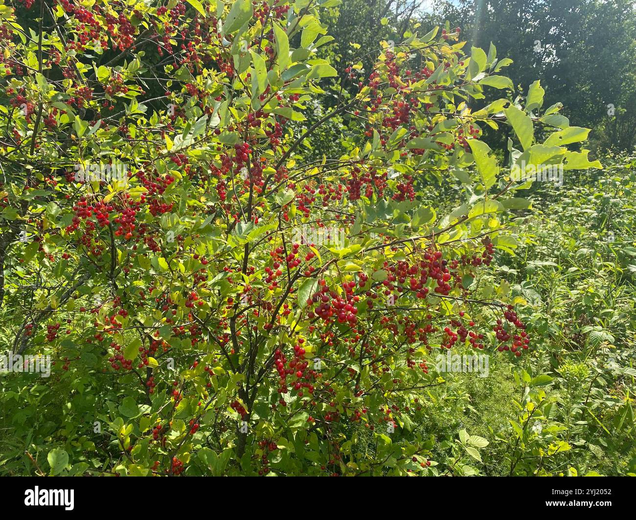 chokecherry (Prunus virginiana Stock Photo - Alamy