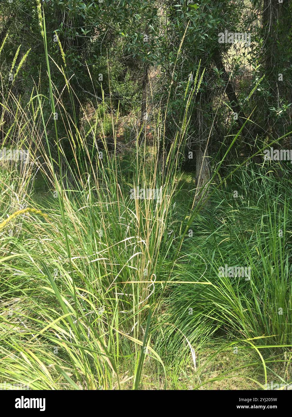 Leymus cinereus hi-res stock photography and images - Alamy