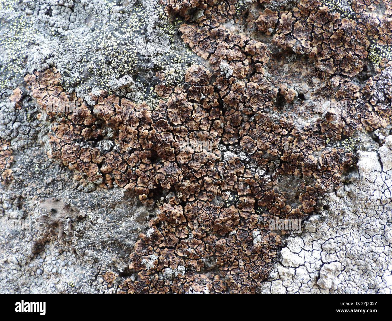 brown cobblestone lichen (Acarospora fuscata Stock Photo - Alamy