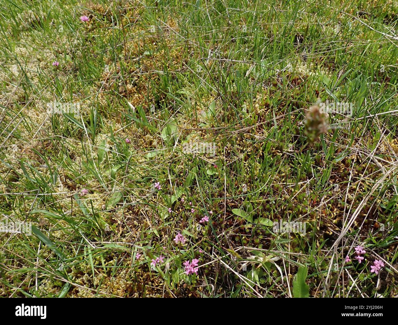 Narrow-leaved Montia (Montia linearis Stock Photo - Alamy