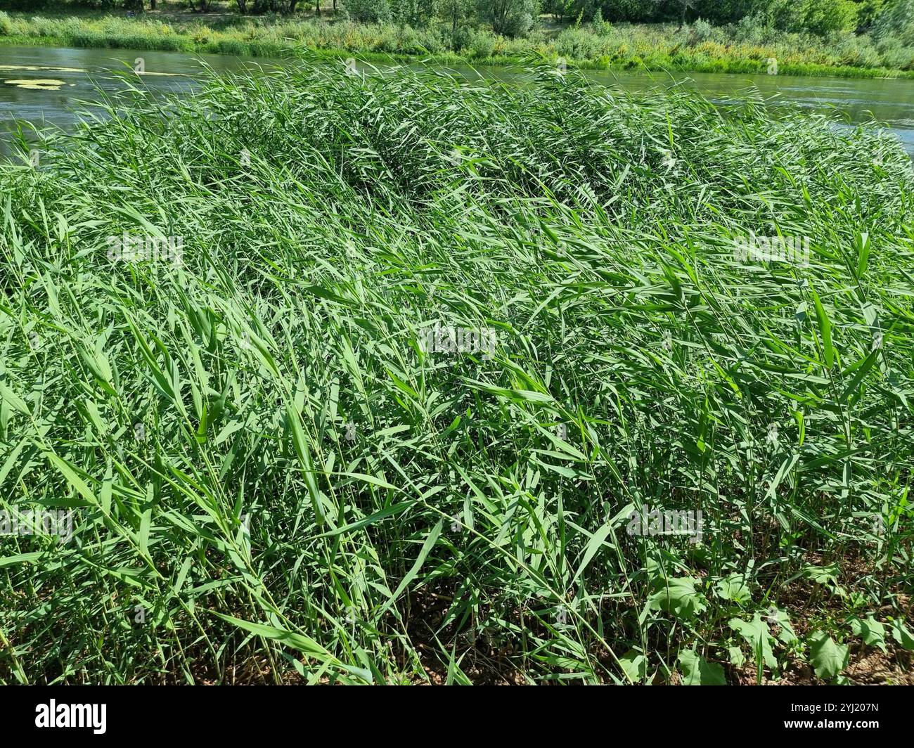 common reed (Phragmites australis Stock Photo - Alamy