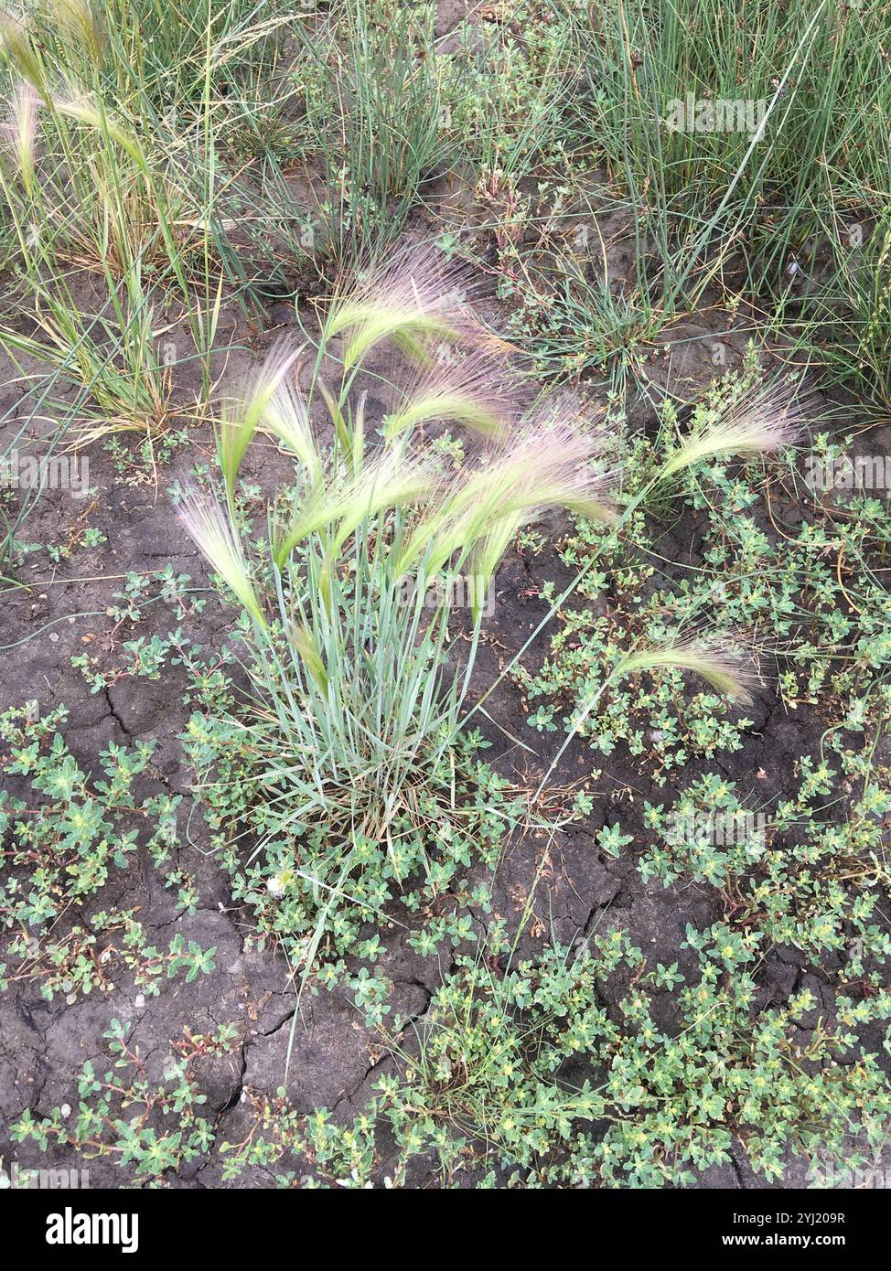 Foxtail Barley (Hordeum jubatum Stock Photo - Alamy
